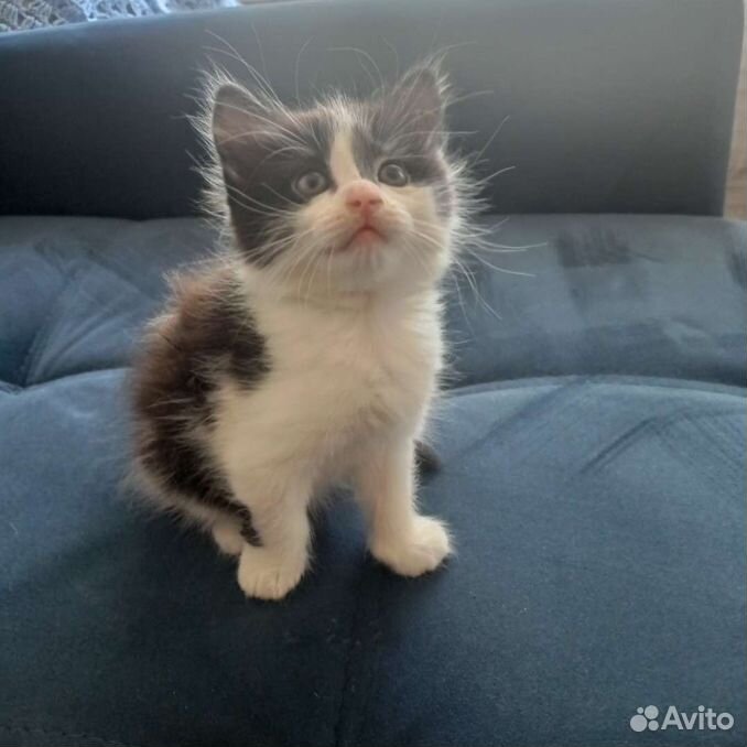 Котёнок, метис британки