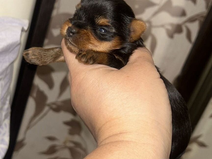 Очень мелкая мини Йорк