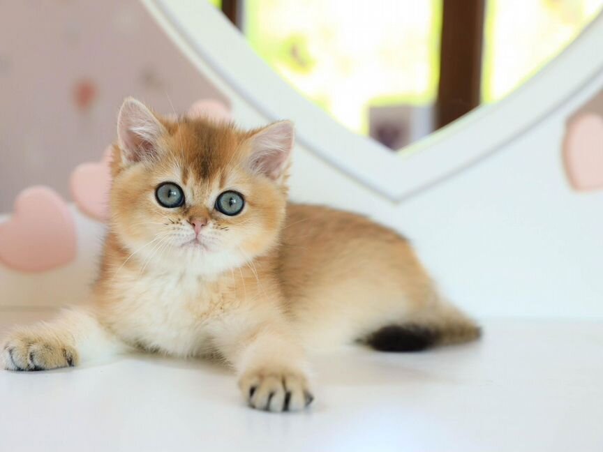 Британский котенок.Шикарная девочка