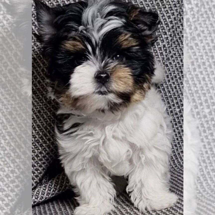 Бивер-йоркширский терьер, щенок