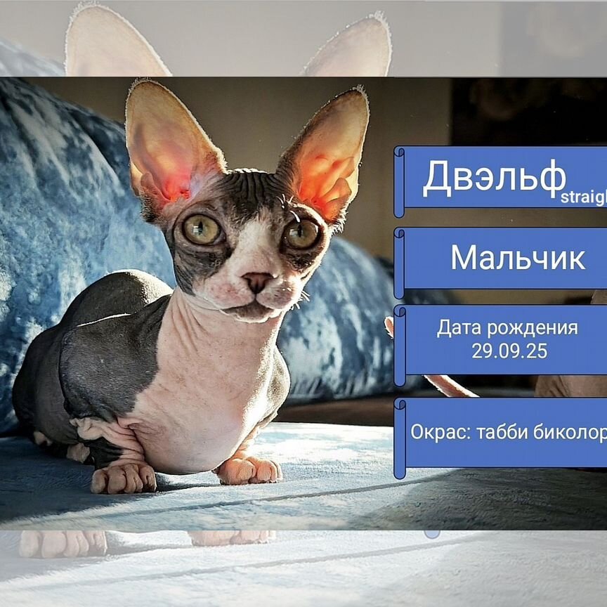 Канадский сфинкс котёнок