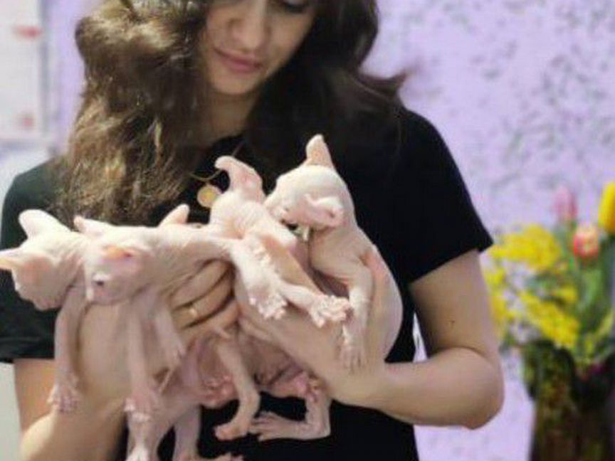 Канадский сфинкс. Котята Эльф