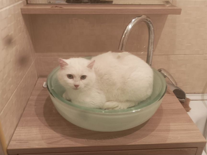 Белоснежка, кошечка