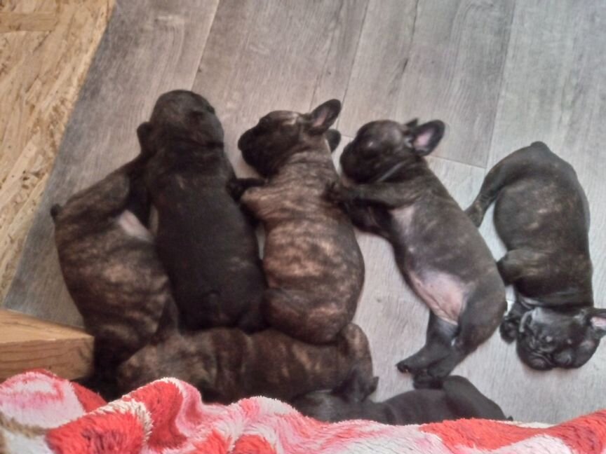 Щенки французского бульдога