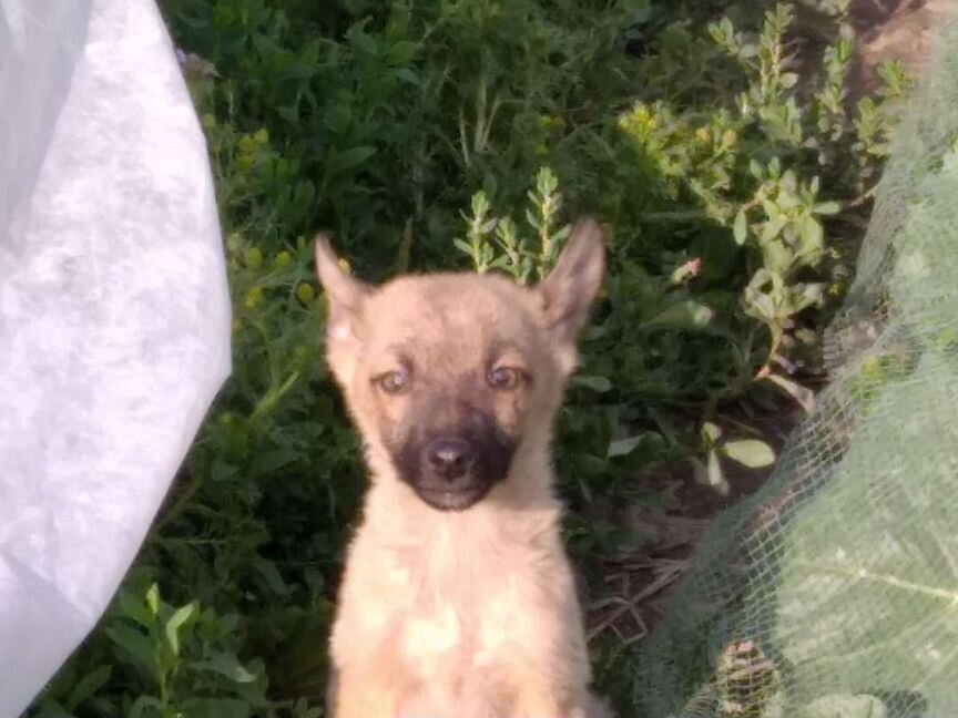 Собака в добрые руки отдам бесплатно