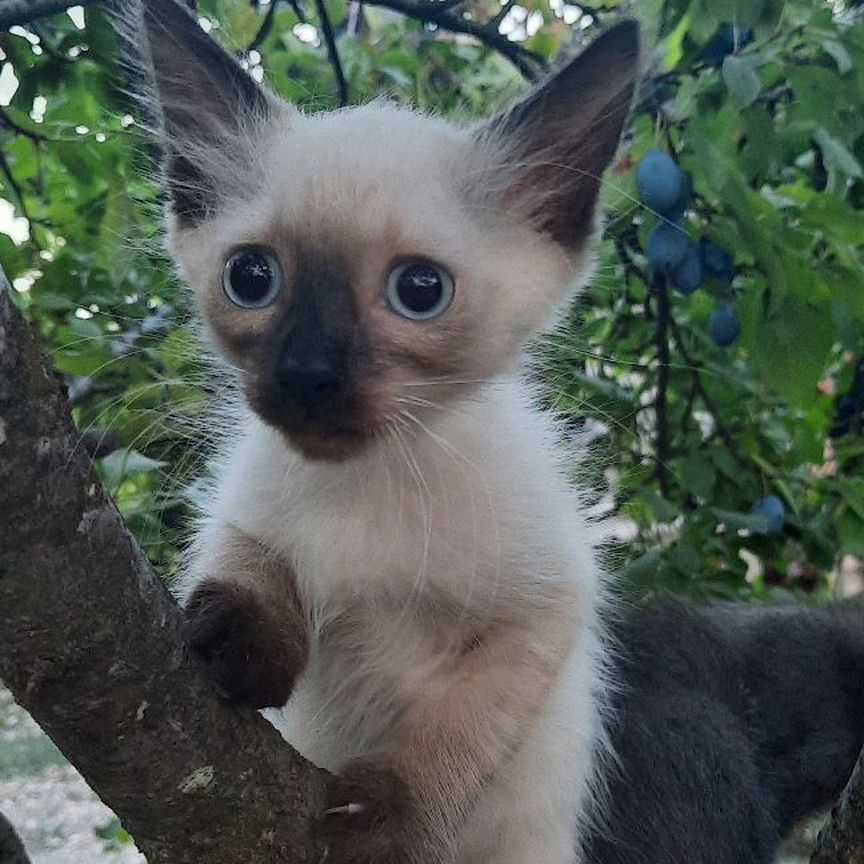 Маленькие хвостатики ищут любящих хозяев