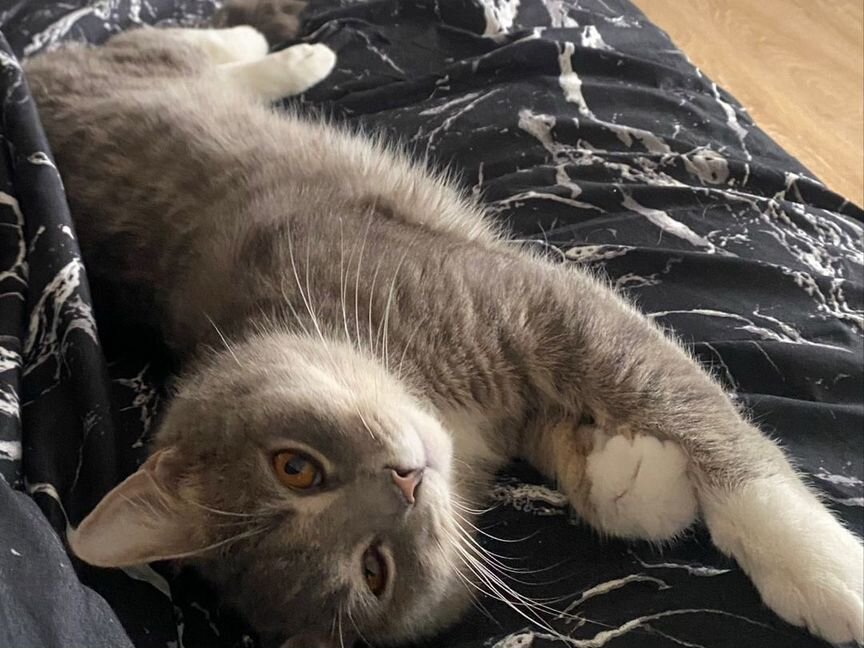 Отдам кота в добрые руки