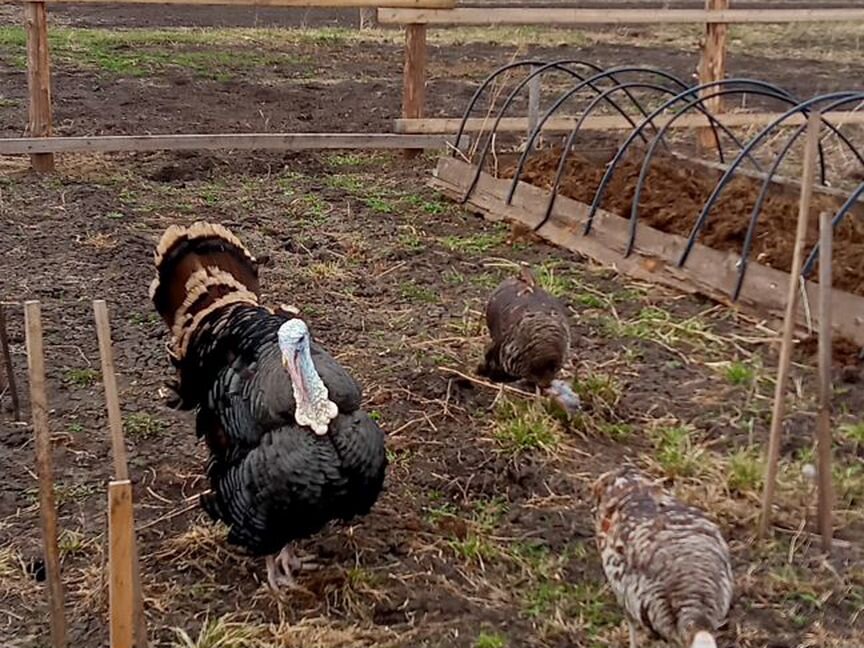 Индюки северокавказские, семья 1+2