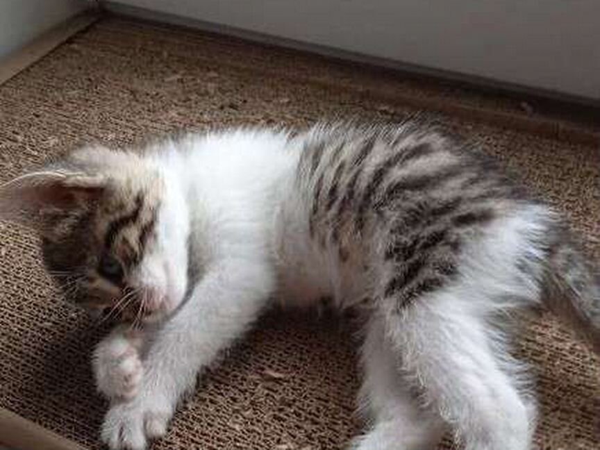 Котята в добрые руки, бесплатно