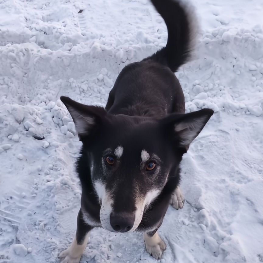 Взрослая собака в добрые руки