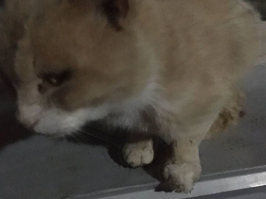 Кот рыжий бездомный