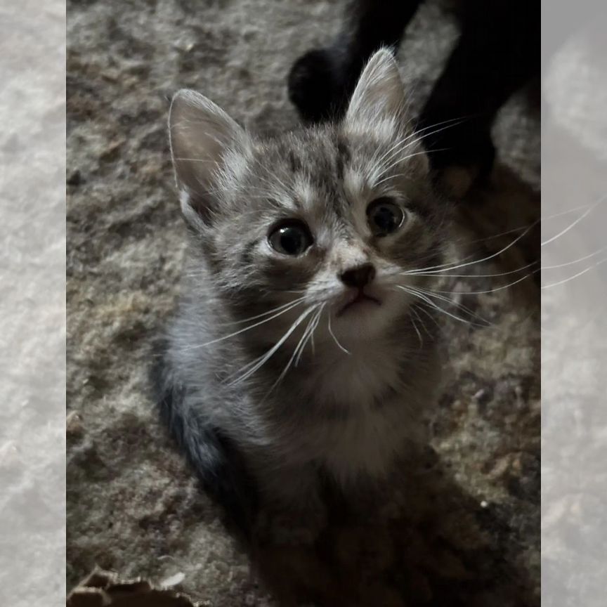 Котёнок в добрые руки