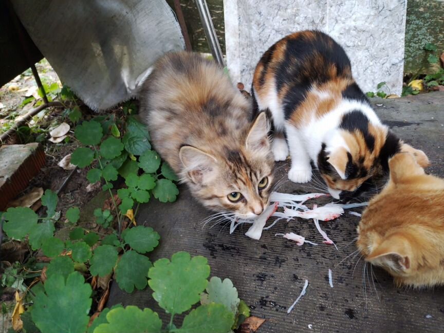 Котята брошены на даче