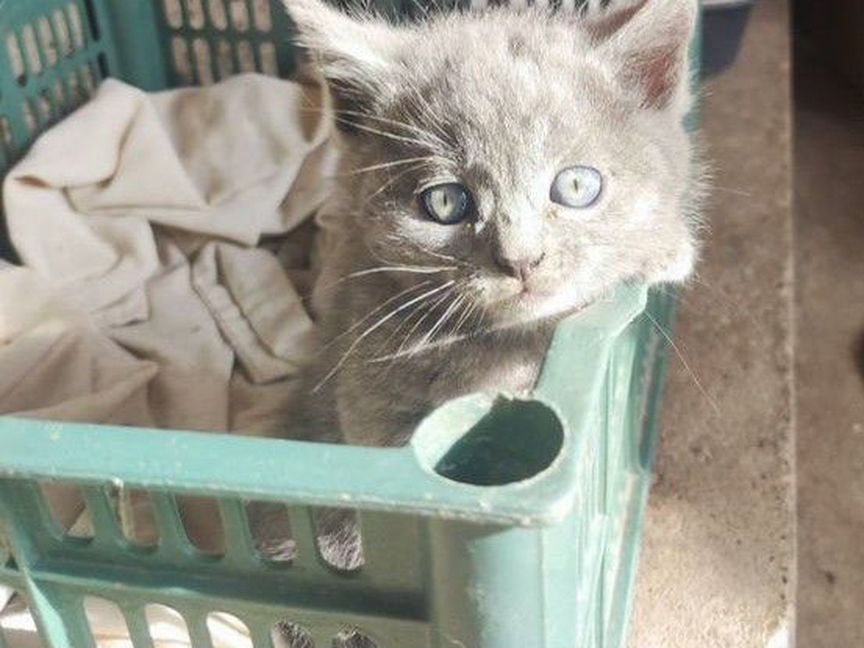 Британская кошка