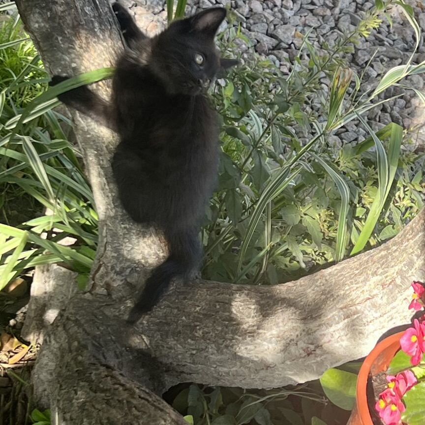 Черный котёнок от русской голубой