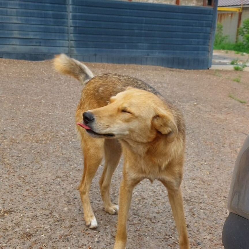 Собака в добрые руки