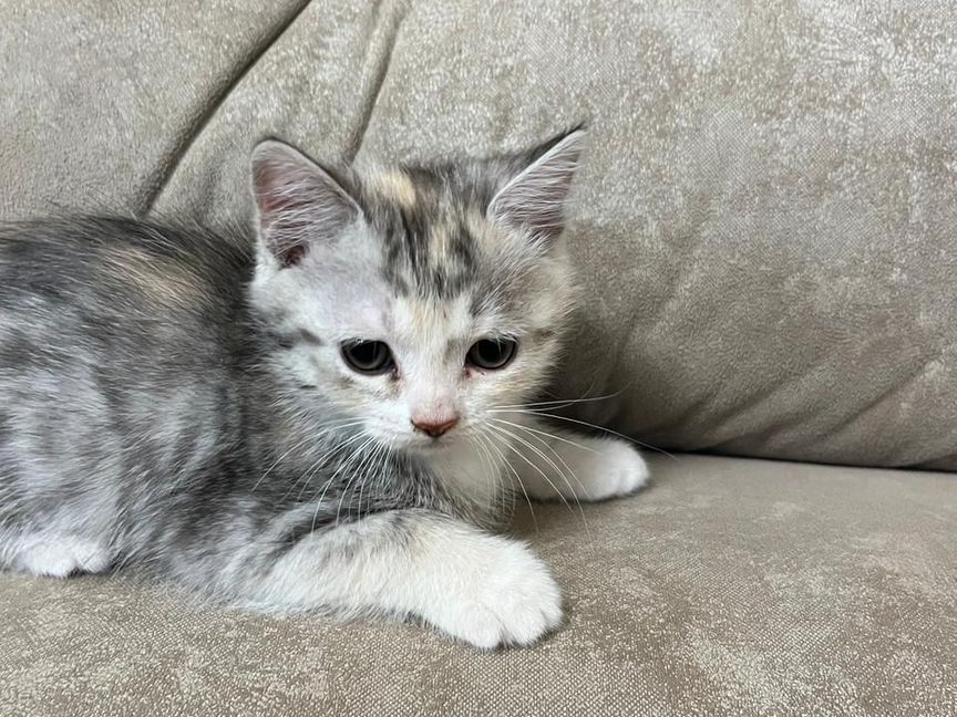 Котята