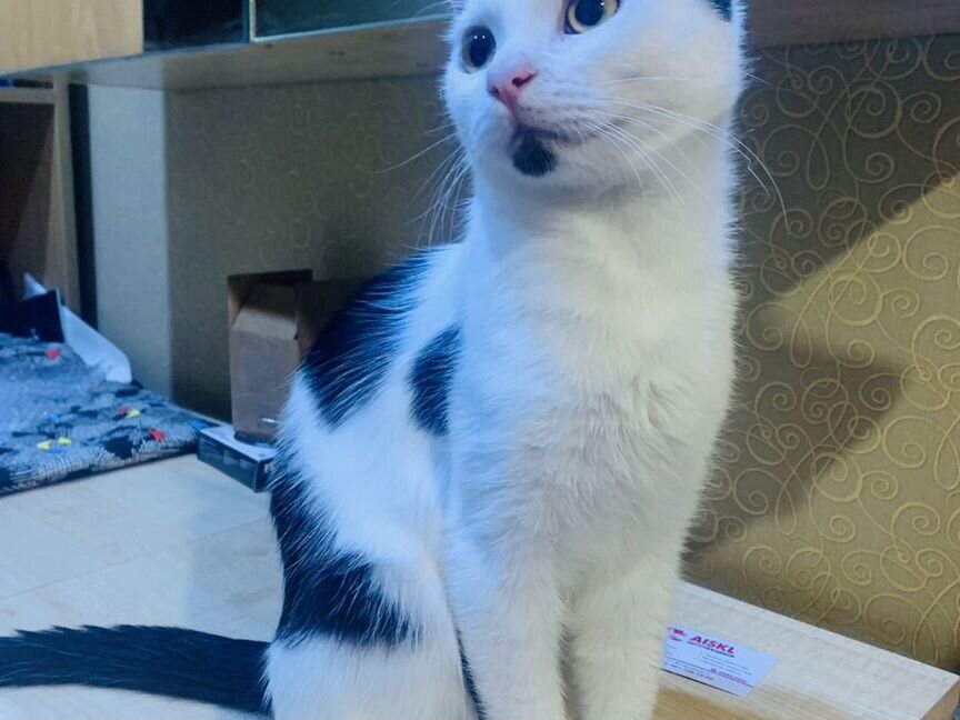 Котенок бесплатно