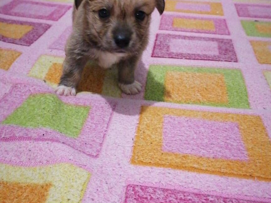 Щенки терьера