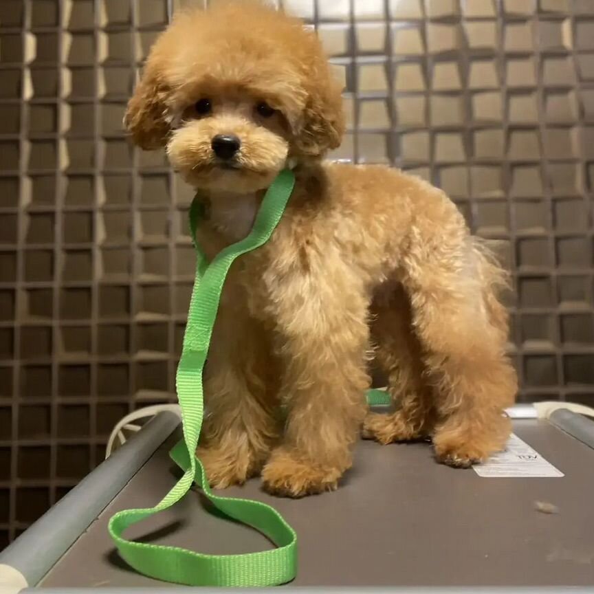 Той-пудель, щенок