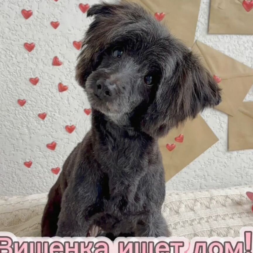 Карликовый пудель, взрослая собака