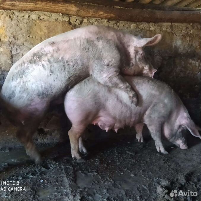 Паросные свиноматки ландрас