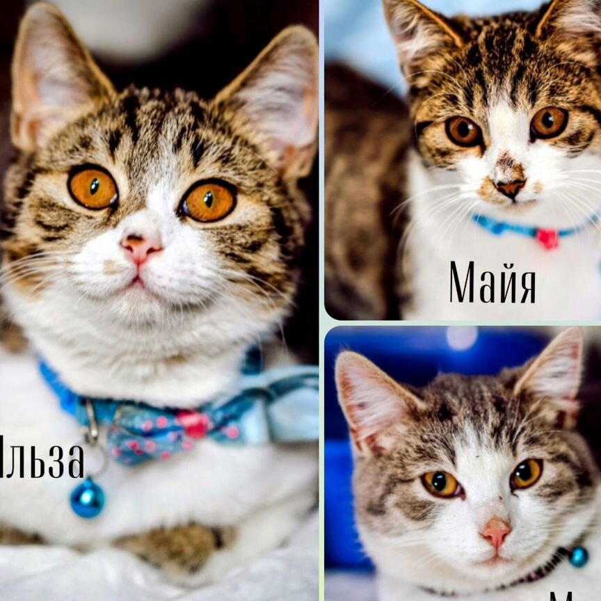 Взрослая, Девочка кошка в добрые руки