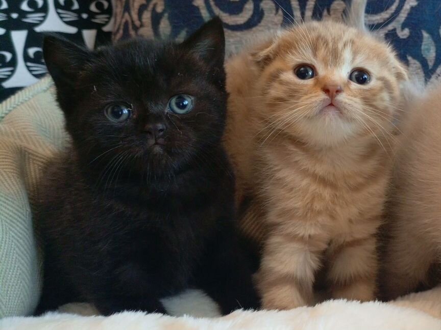 Шотландские котята