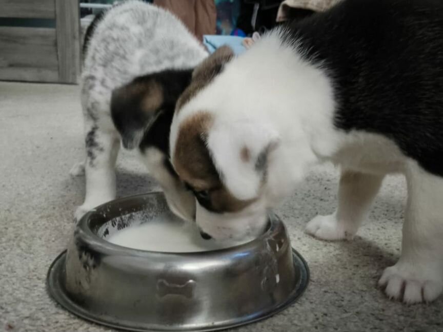 Щенок в добрые руки бесплатно