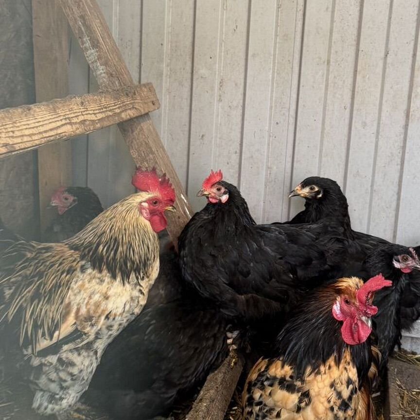 2 петуха и 8 курочек цена за всех