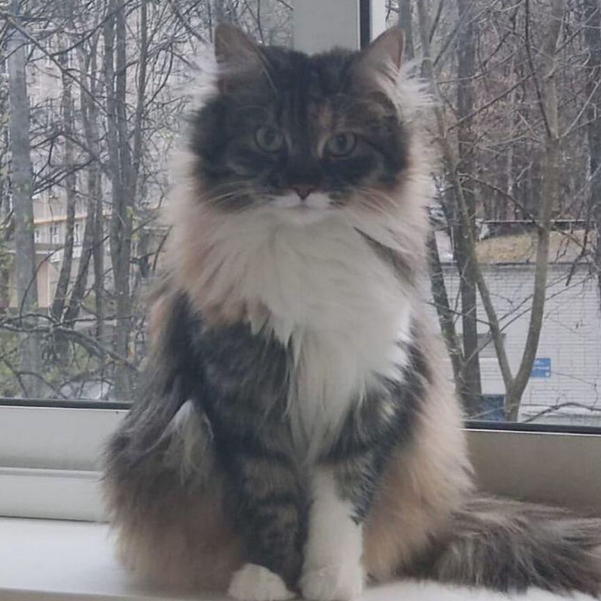 Кошка Рысь девочка