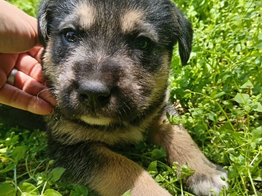 Мальчик 1, 5 месяца