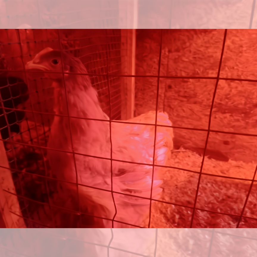 Кохинхин сплэш 1 1