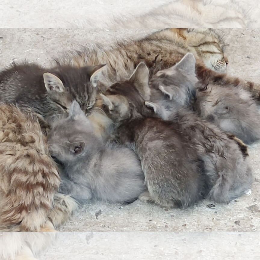 Котята