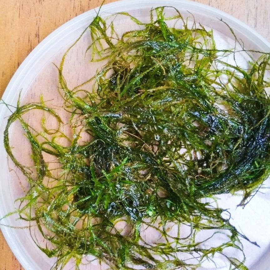 Аквариумные растения: мох, валлиснерия