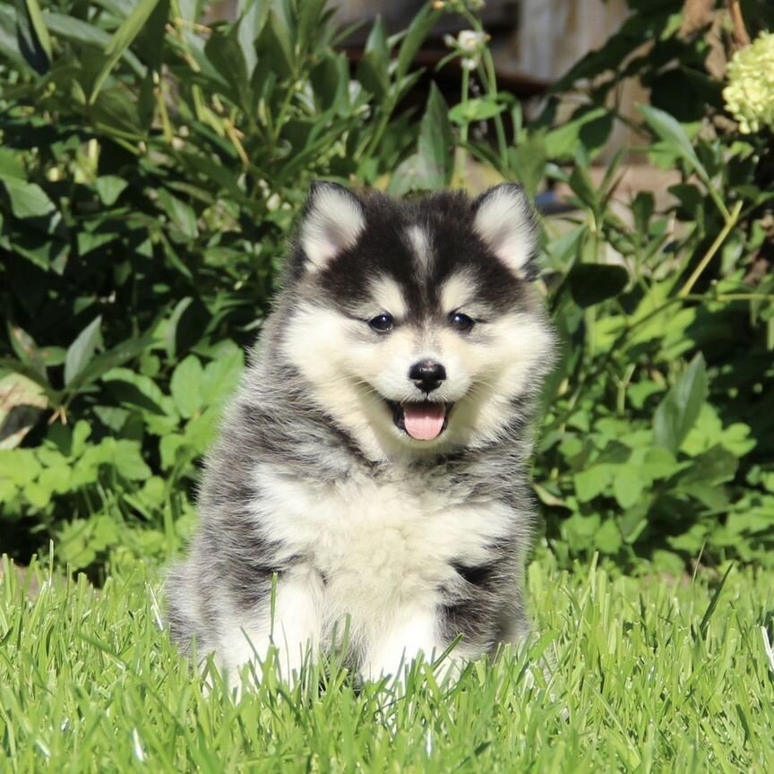 Девочка помски ф2