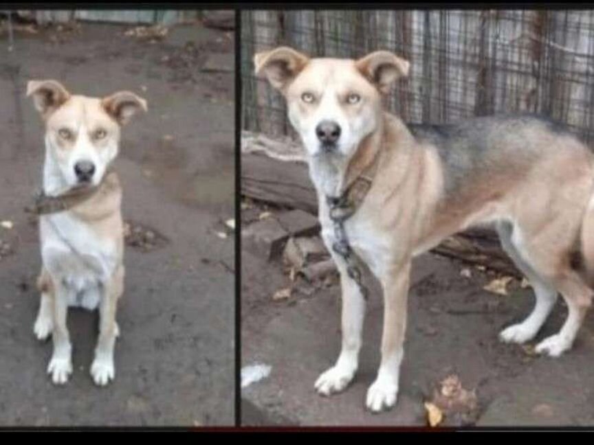 Собака стерилизованная