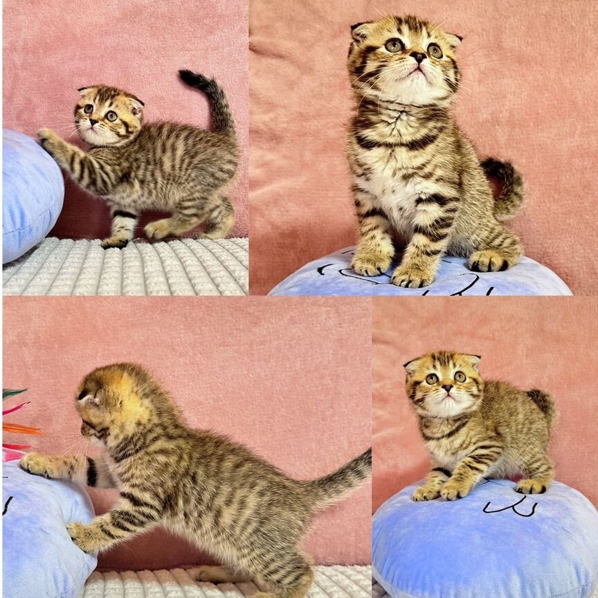 Шотландские вислоухие и прямоухие котята