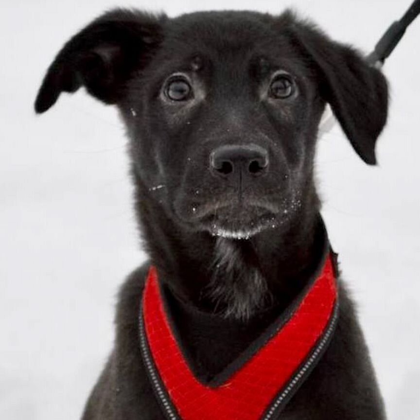 Щенок в добрые руки