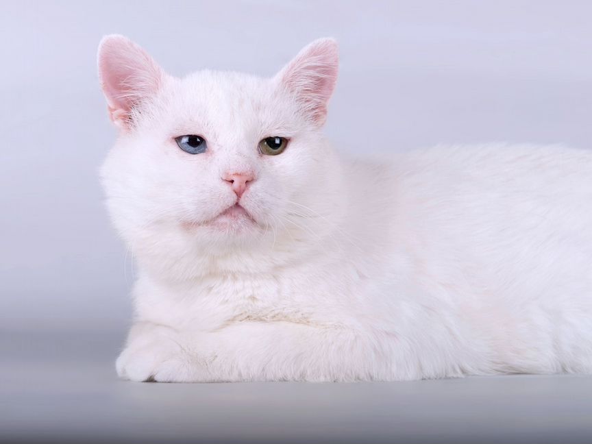 Котик Белкин ищет дом