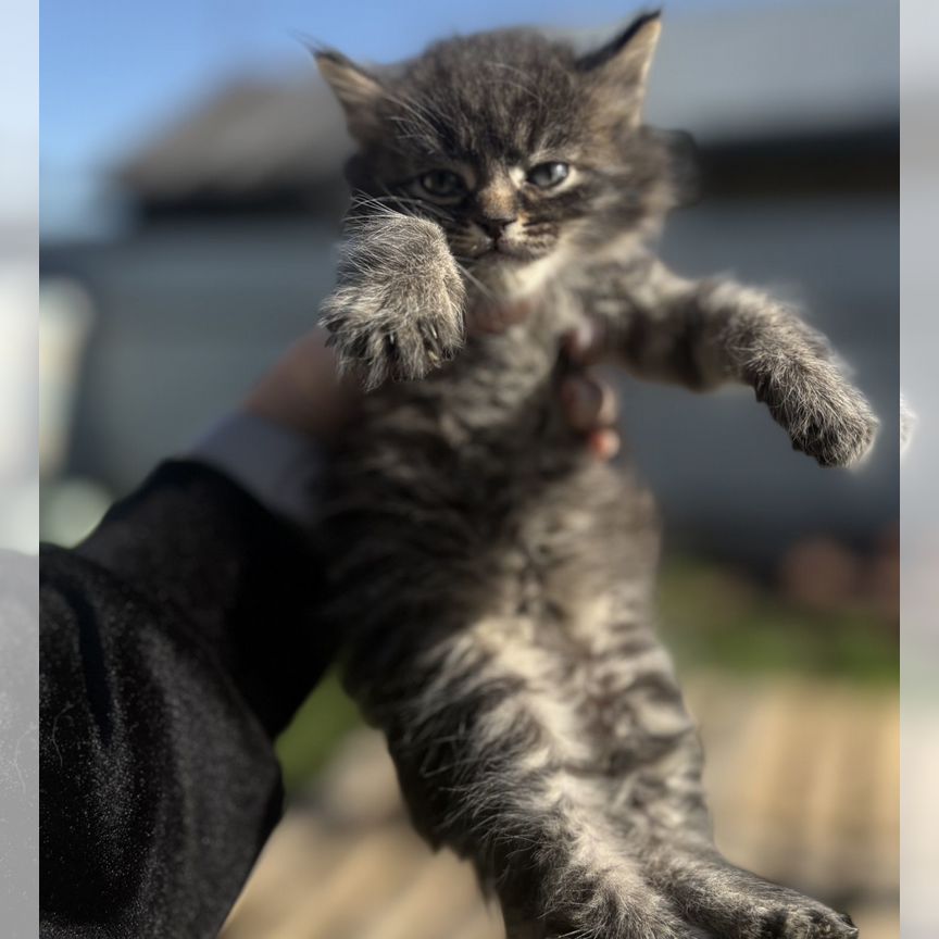 Котёнок в добрые руки