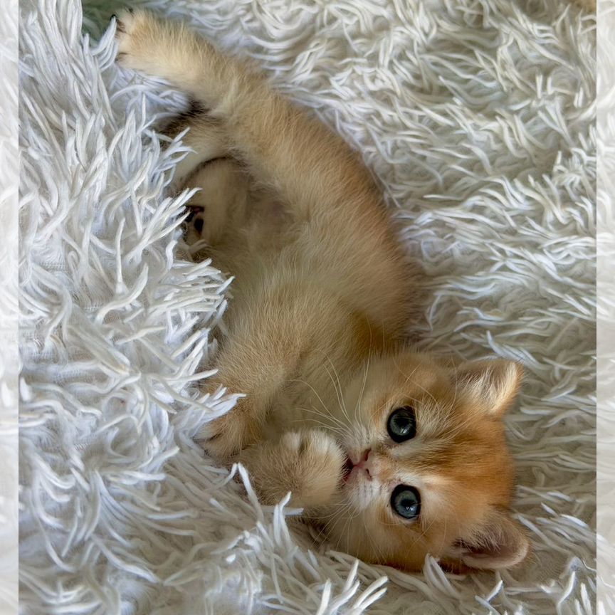 Британский короткошёрстный котёнок