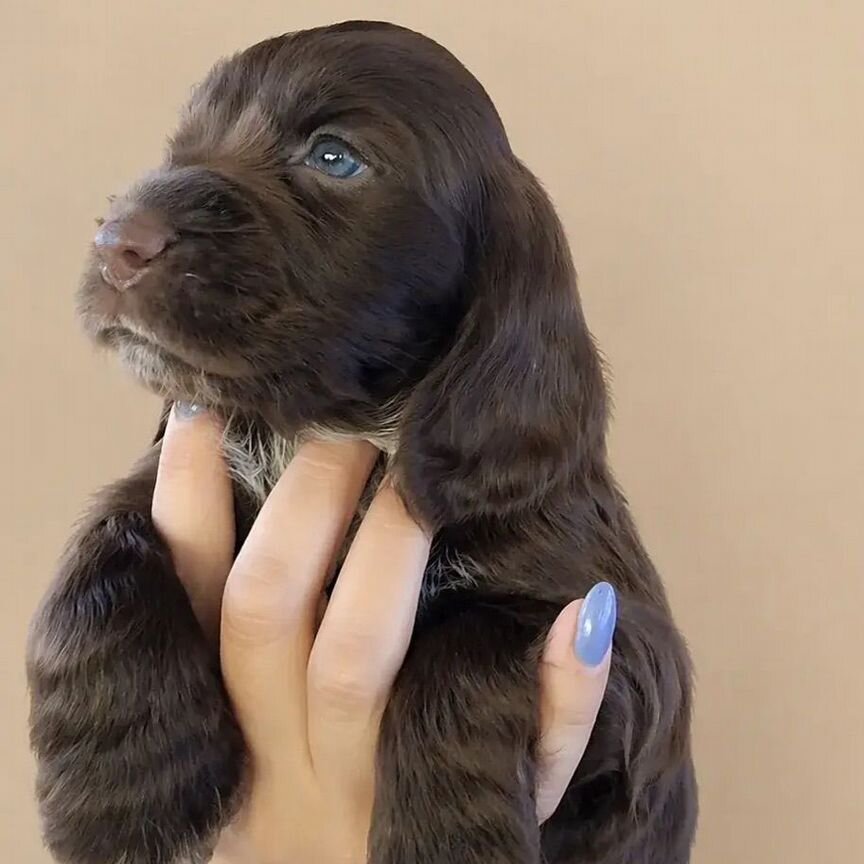 Английский кокер-спаниель, щенок