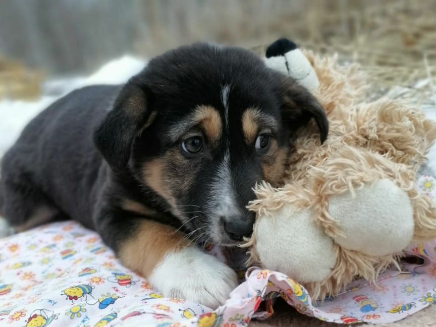 Щенуля небольшой собачки, 2 мес