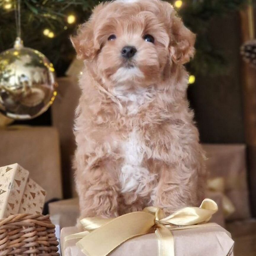 Мальтипу, щенок