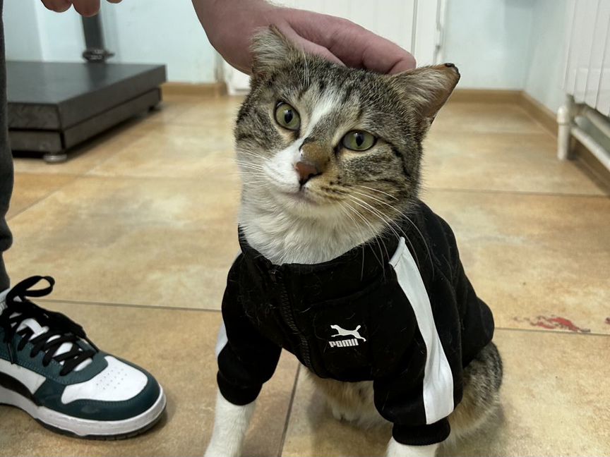 Кот, Котенок бесплатно в добрые руки