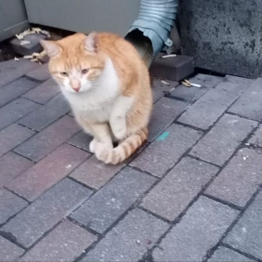 Удивительной красоты рыжий котик ищет дом
