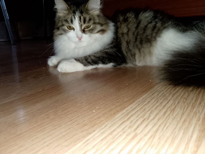 Кошка Мурка