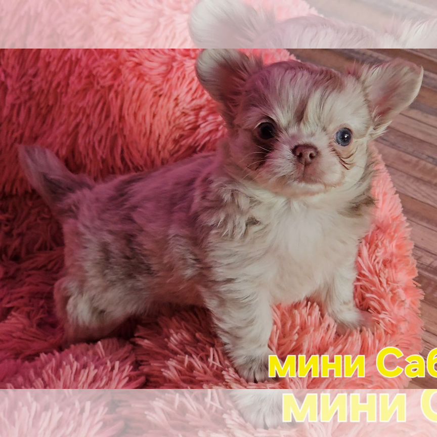 Чихуахуа, щенок