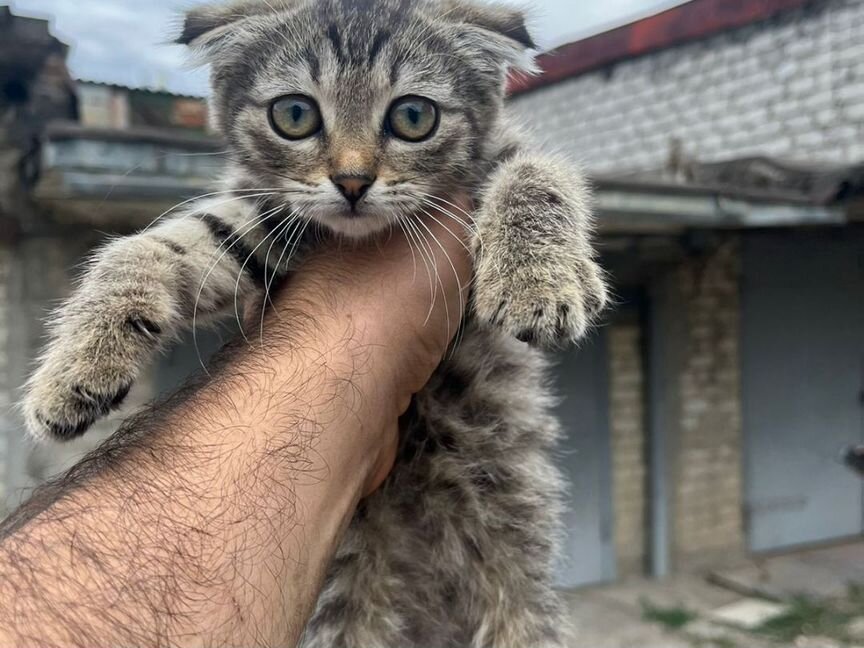 Вислоушки в дар